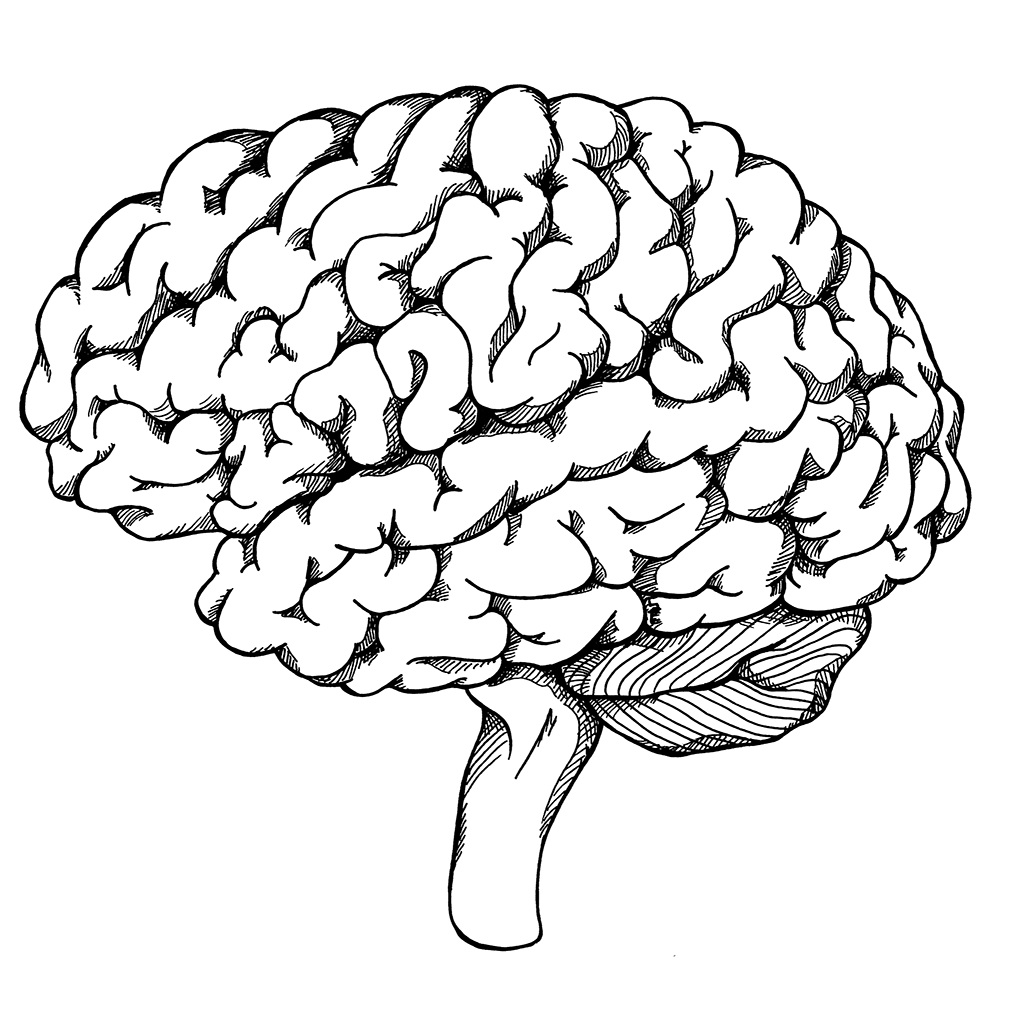 Brain Ink Drawing – Soph's Sketchpad